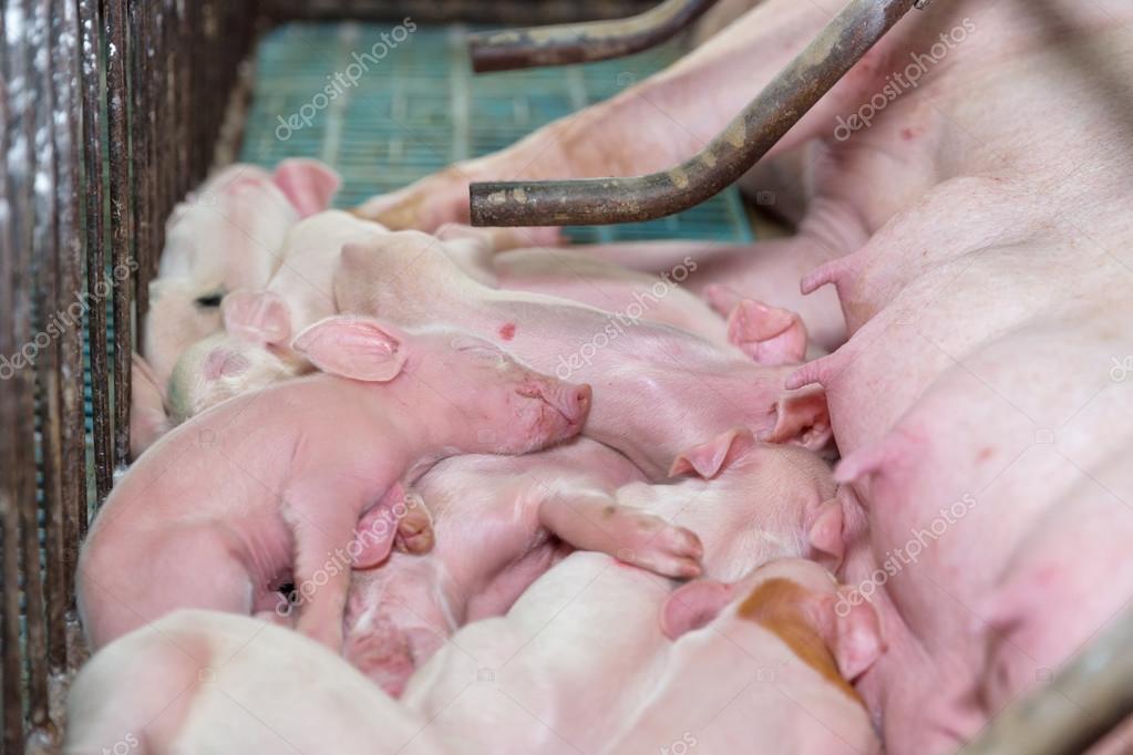 Los lechones recién nacidos duermen con la madre después de chupar los ...