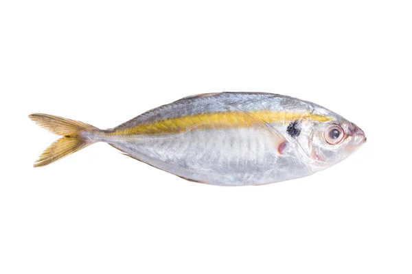 Jamaican Saltfish Head