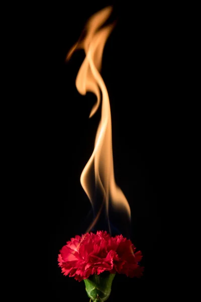 Fumo di garofano Stock Photos, Royalty Free Fumo di garofano Images ...