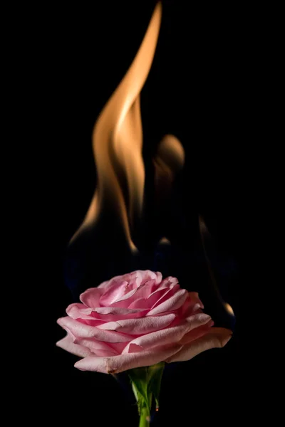 Rose on fire Stock Photos, Royalty Free Rose on fire Images | Depositphotos