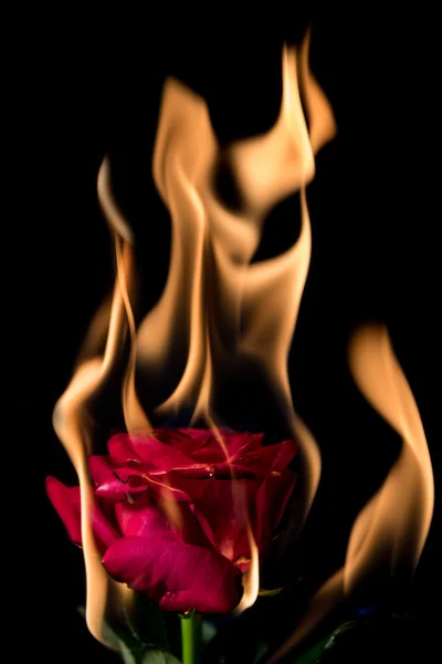 Burn rose Stock Photos, Royalty Free Burn rose Images | Depositphotos