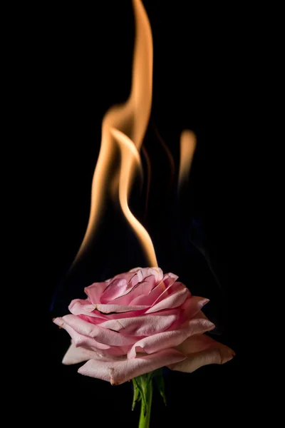 Rose on fire Stock Photos, Royalty Free Rose on fire Images | Depositphotos