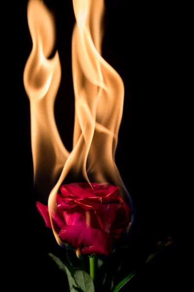 Rose on fire Stock Photos, Royalty Free Rose on fire Images | Depositphotos