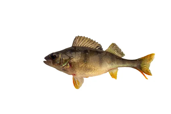 Baby Perch Fish