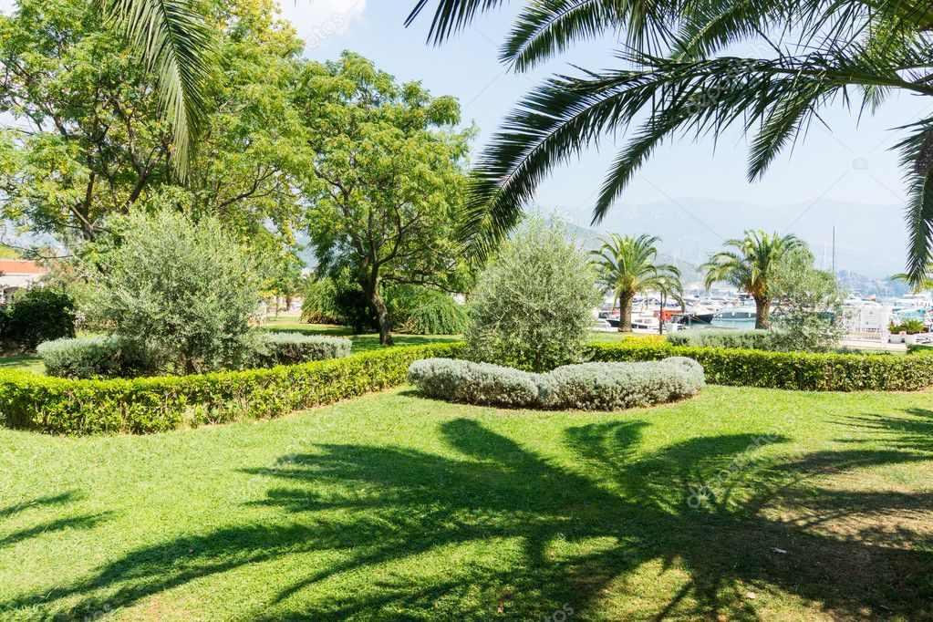 Palm trees on the promenade of Budva in Montenegro — Stock Photo ...