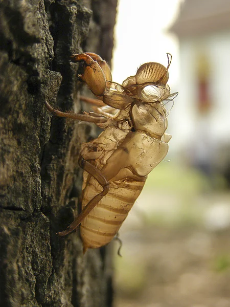 Cicada molting Stock Photos, Royalty Free Cicada molting Images ...