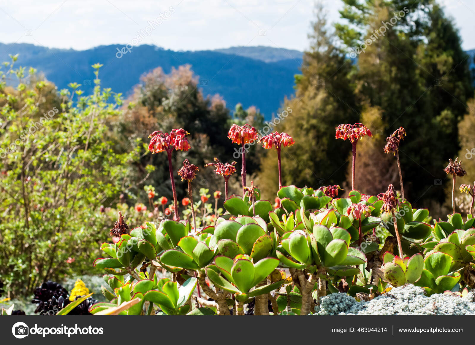 Cotyledon Orbiculata Commonly Known Pig's Ear Leafed Navel Wort Native ...