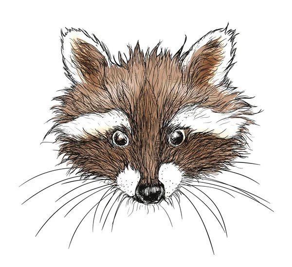 Hand drawn raccoon Stock Vector Image by ©Lviktoria25 #91122938