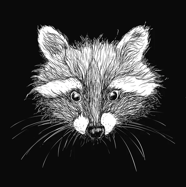 Hand drawn raccoon Stock Vector Image by ©Lviktoria25 #91122938