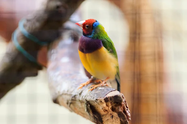 Sysie Stock Photos, Royalty Free Sysie Images | Depositphotos