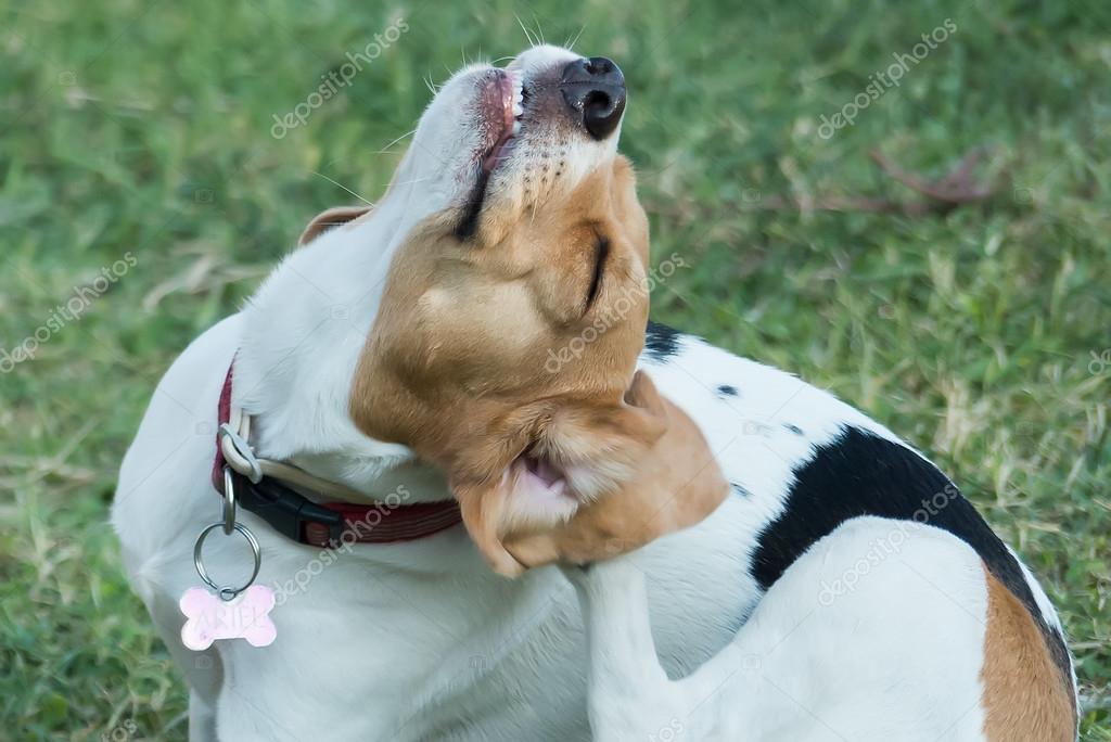 Perro arañándose detrás de la oreja — Foto de stock #53923137 © vverve