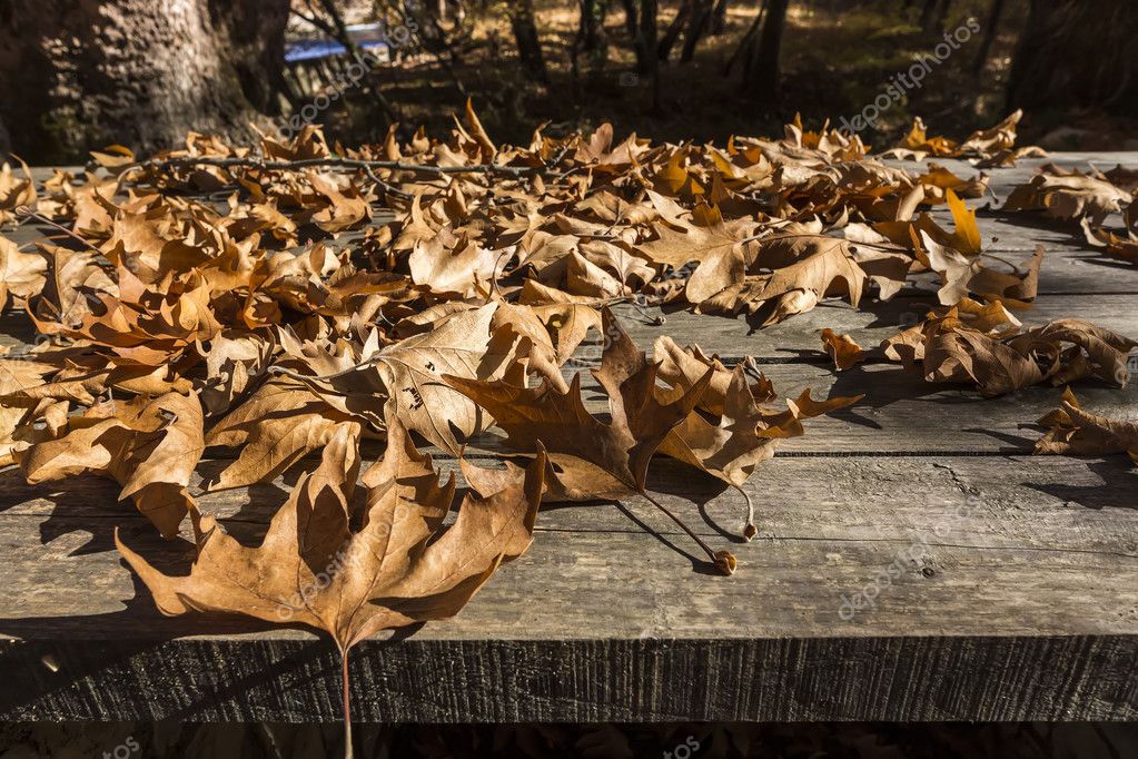 Fall leaves on rustic wooden table with the forest on the backgr ...