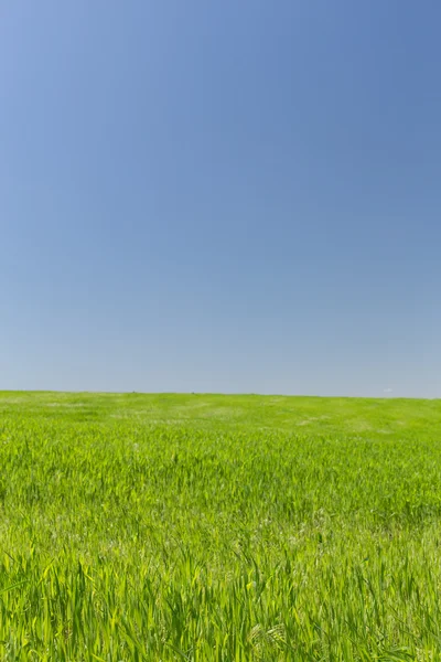 Empty Grass Field ⬇ Stock Photo, Image by © mrkornflakes #10801011