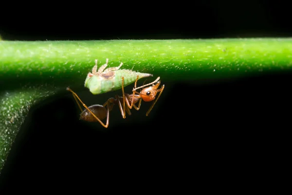 Insectenbeet herkennen afbeelding Stock Photos, Royalty Free ...