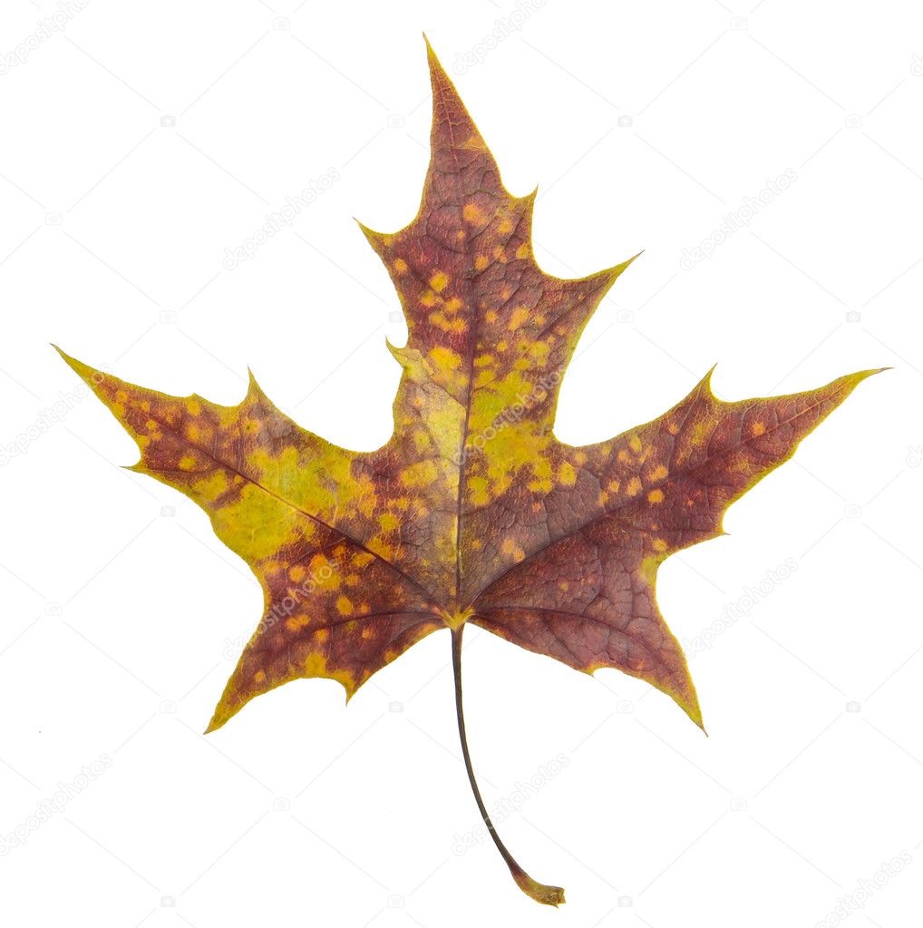 Dried Maple Leaves Stock Photo by ©Captainimages 102803588