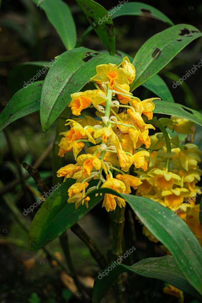 orqu dea flor especies nicas de cerca disparo con fondo borroso y ...