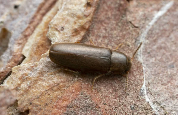 Fotos de Insecte brun, Imagens de Insecte brun sem royalties ...