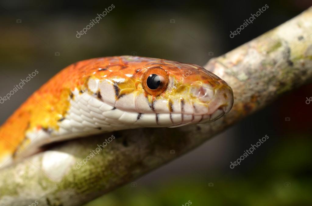 Sunkissed Corn Snake close up eye and detail scales — Stock Photo ...