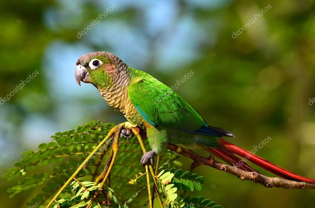 Green Cheeked Conure Parrot