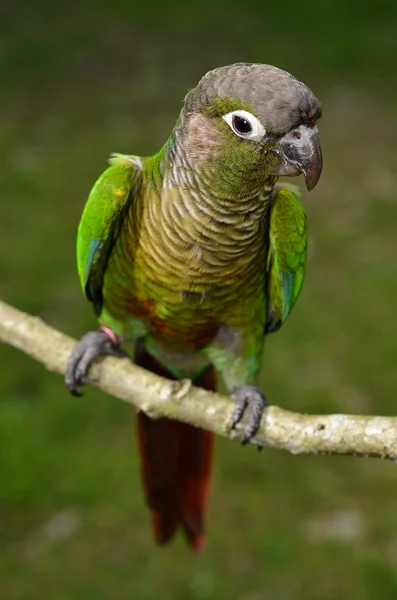 Green Cheek Conure In The Wild