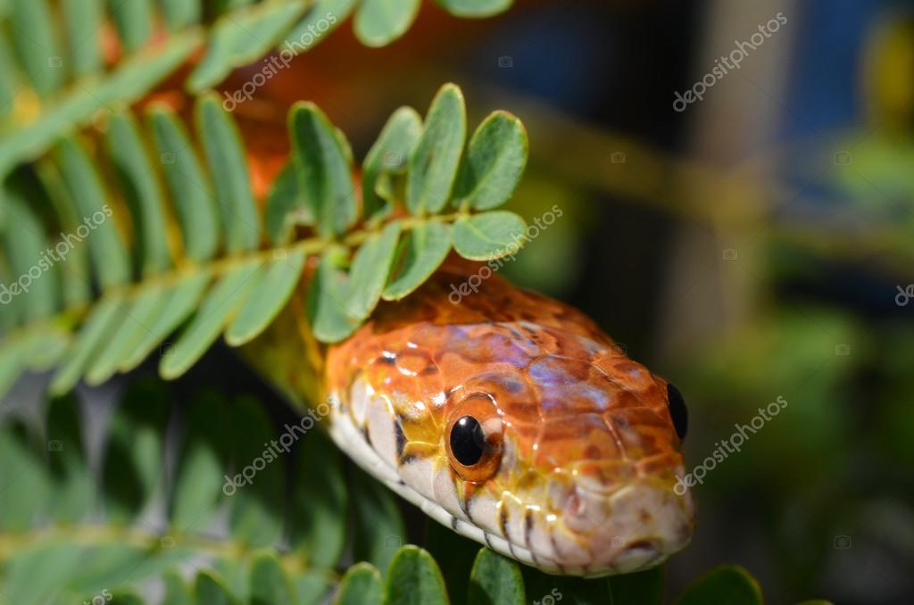 Sunkissed Corn Snake close up eye and detail scales Stock Photo by ...