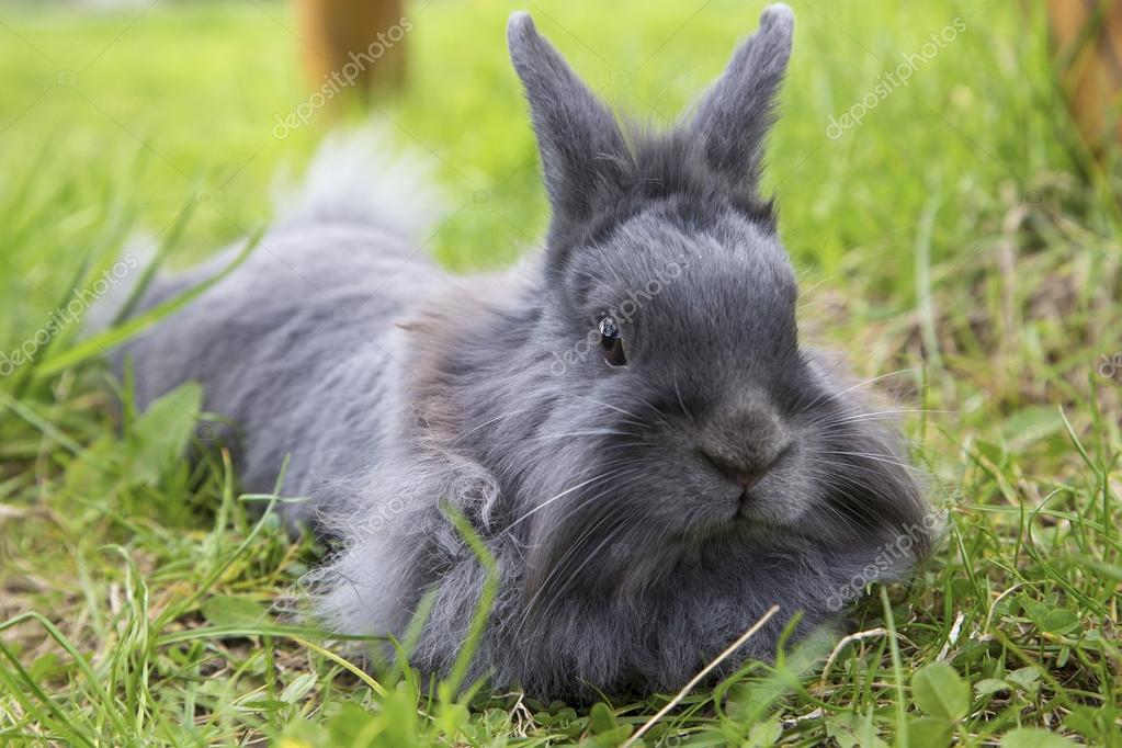 Fluffy gray rabbit on the grass — Stock Photo © nj_musik #72933127