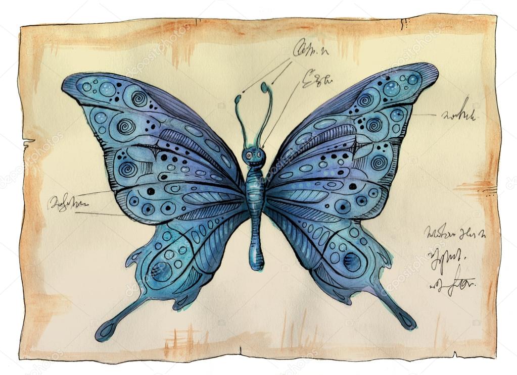 Butterfly Scientific Illustration