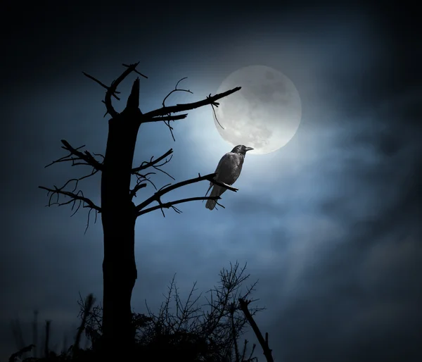 Full moon crow - Stock Image - Everypixel