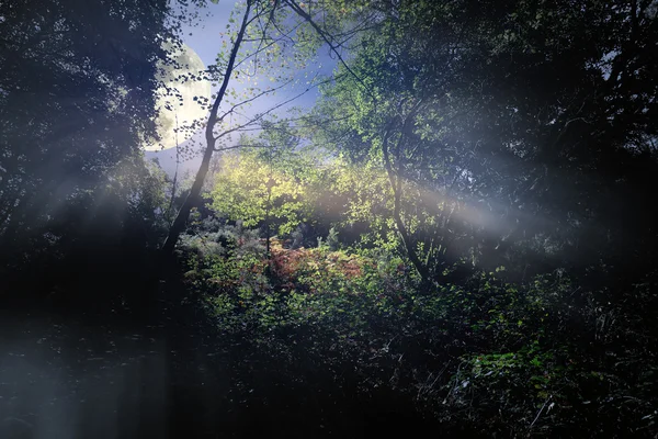 Moonbeams Stock Photos, Royalty Free Moonbeams Images | Depositphotos