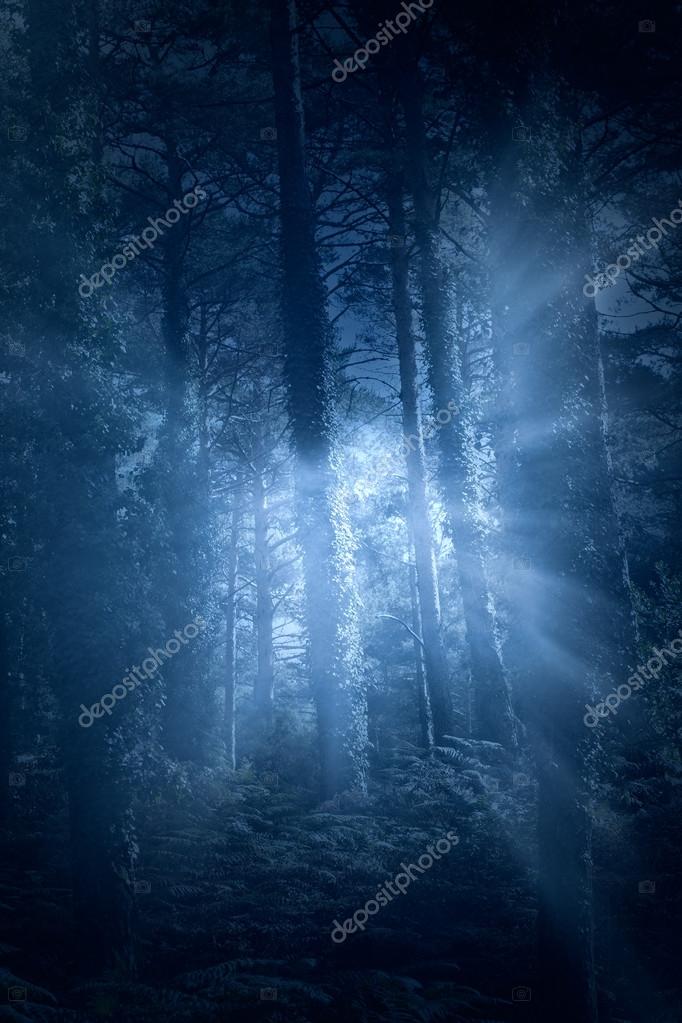 Magic forest — Stock Photo © zacariasdamata #74560651