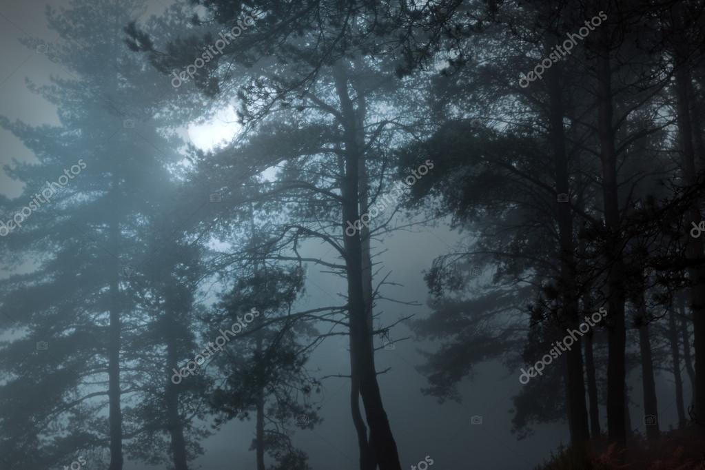 Foggy Forest At Night