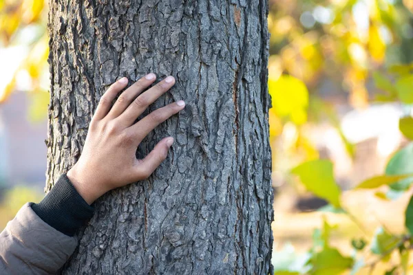 Young male hand touching a tree in forest - Stock Image - Everypixel