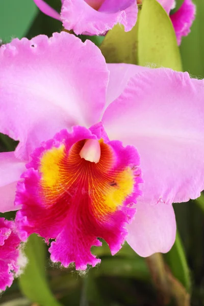 Cattleya colombia Stock Photos, Royalty Free Cattleya colombia Images ...