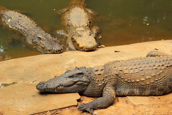 Crocodile family resting Stock Photos, Royalty Free Crocodile family ...