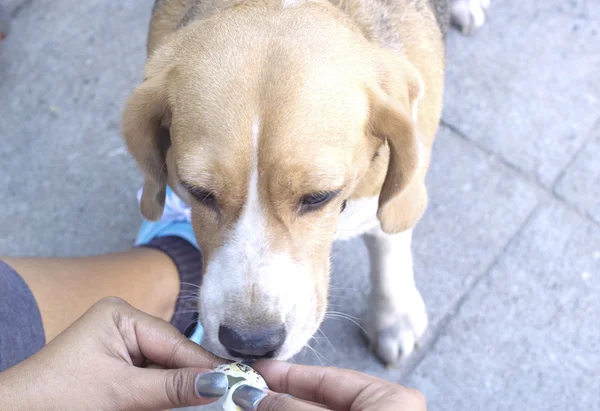 Perro rascandose fotos de stock, imágenes de Perro rascandose sin ...
