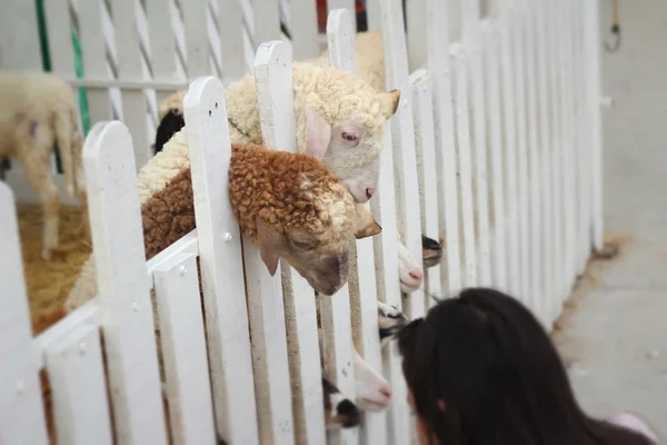 Ovino feira Stock Photos, Royalty Free Ovino feira Images | Depositphotos