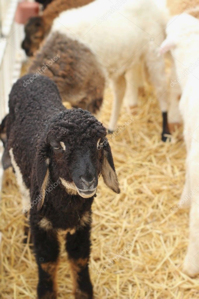 Many lambs on the farm. — Stock Photo © seagamess #67938625