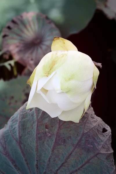 Folha de lótus murcha Stock Photos, Royalty Free Folha de lótus murcha ...