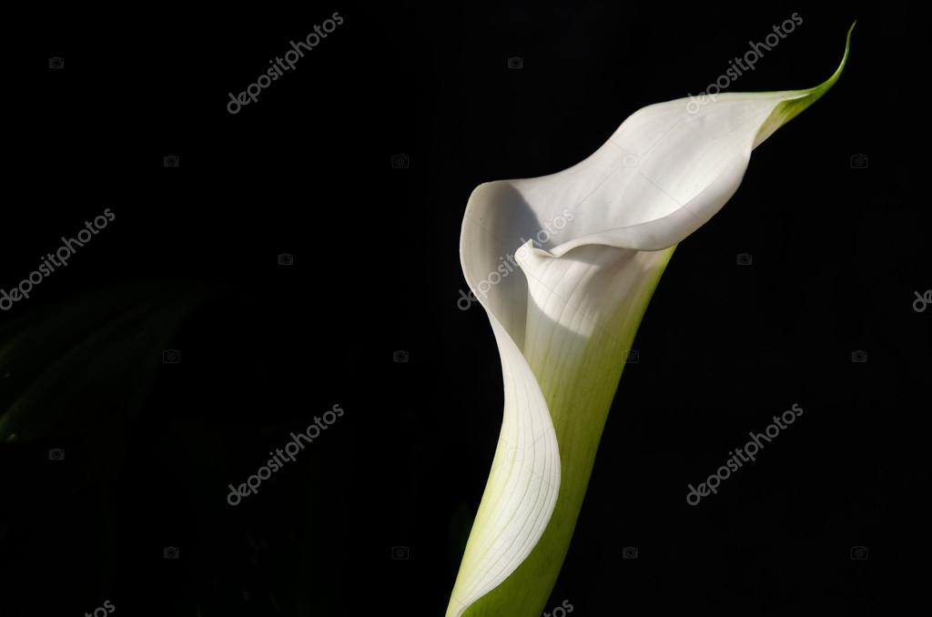 Calla.: fotografía de stock © KatarinaGondova #53666875 | Depositphotos