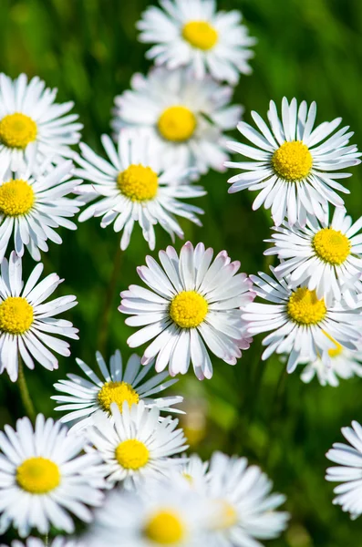 Seamless flower,daisy print pattern background — Stock Vector ...