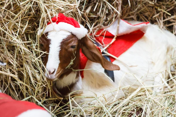 Christmas farm animals Stock Photos, Royalty Free Christmas farm ...