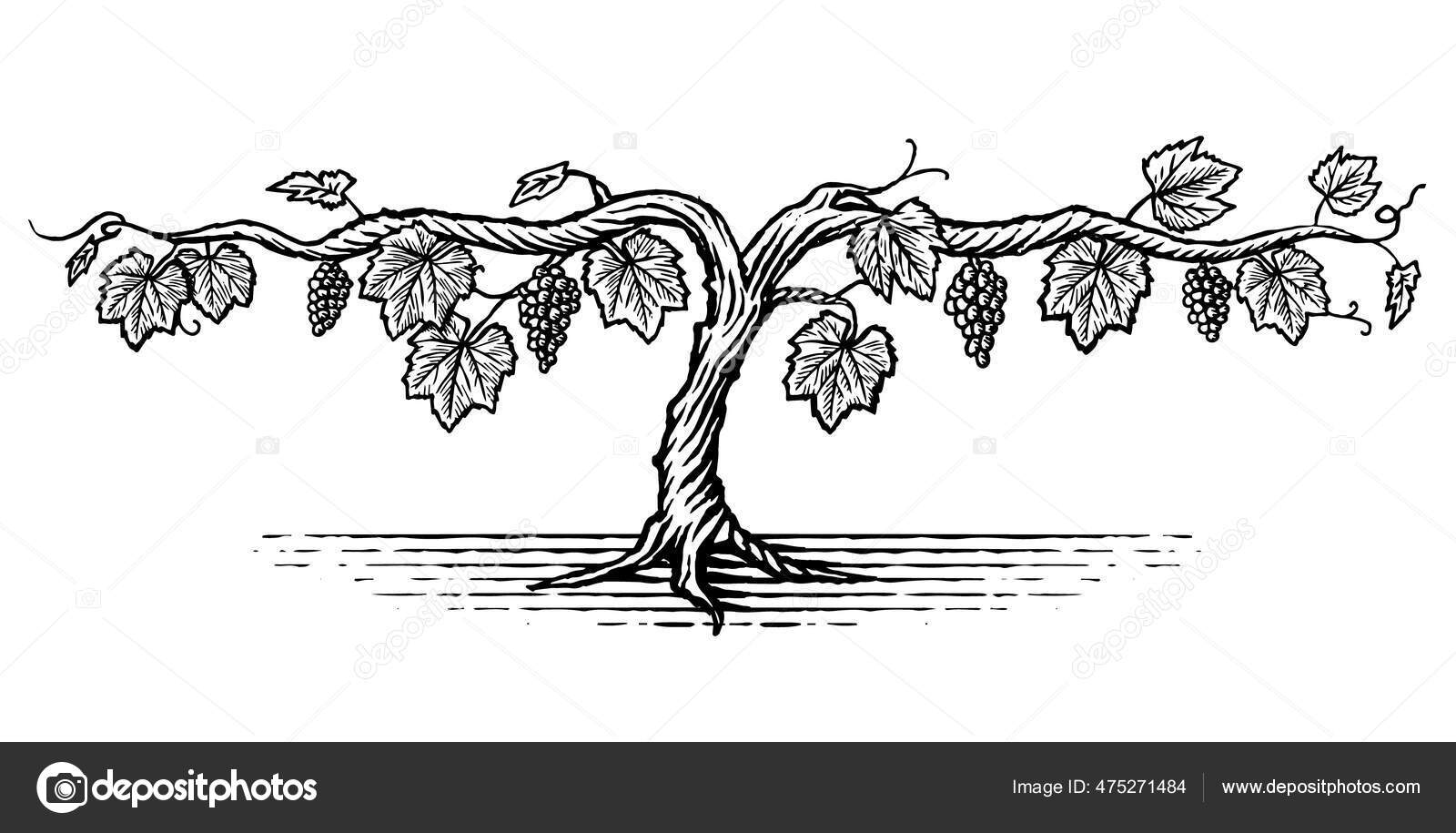 Grapes Tree Drawing at Chloe Chauvel blog