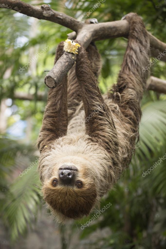 Young Hoffmann's two-toed sloth Stock Photo by ©kung_mangkorn 110650602