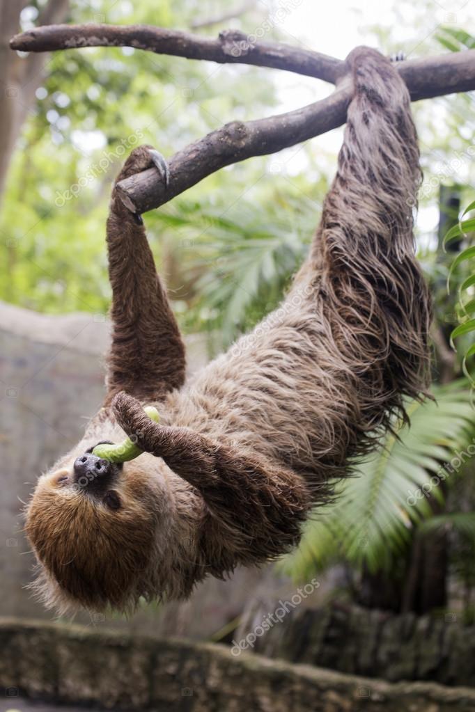 Two-toed sloth eating cucumber — Stock Photo © kung_mangkorn #114888062