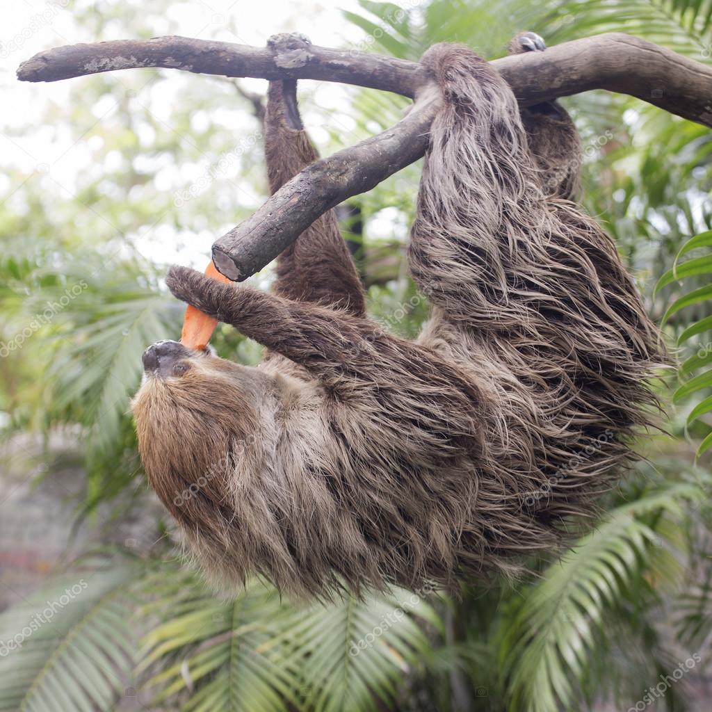 Two-toed sloth eating carrot — Stock Photo © kung_mangkorn #121661046