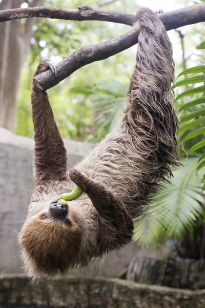 two-toed sloth eating cucumber - Stock Image - Everypixel