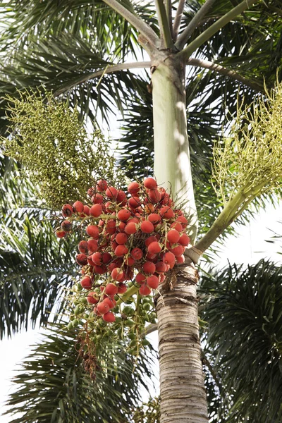 Red dates clusters of Palm tree - Stock Image - Everypixel