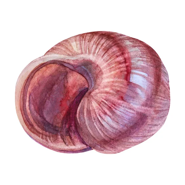 Shell watercolor Stock Photos, Royalty Free Shell watercolor Images ...