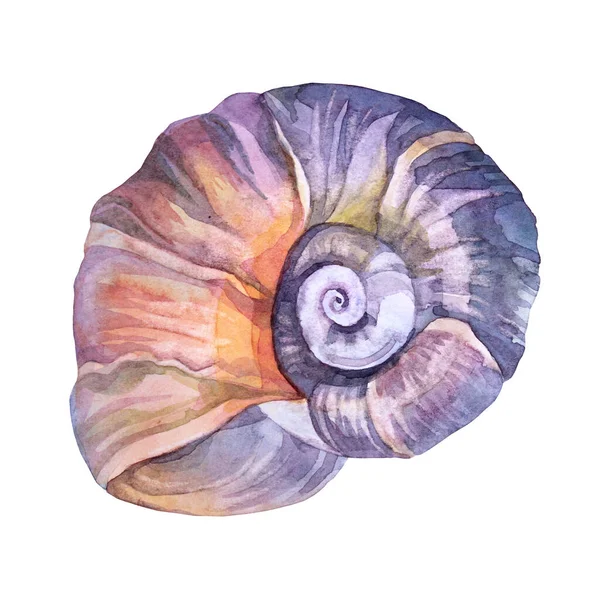 Shell watercolor Stock Photos, Royalty Free Shell watercolor Images ...