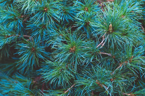 Blue pine Stock Photos, Royalty Free Blue pine Images | Depositphotos